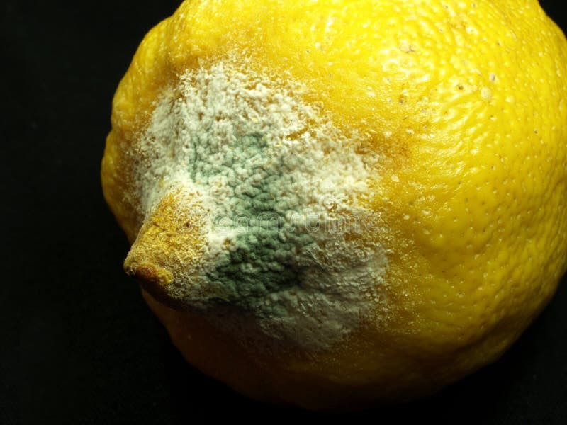 Rotten lemon stock photo. Image of disgust, food, kindness - 46394848