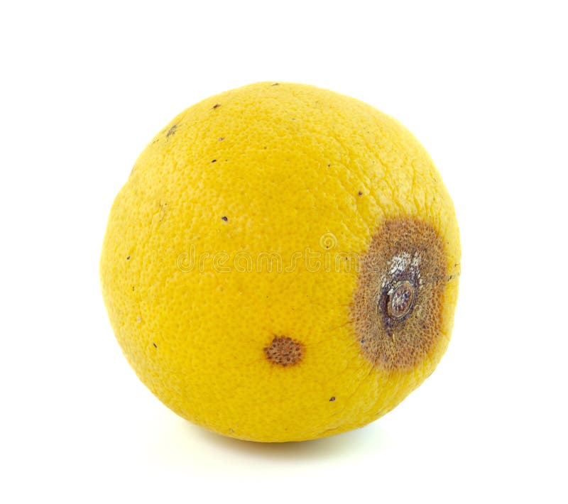 Rotten Lemon Fruit on White Stock Image - Image of lemon, smell: 34491597