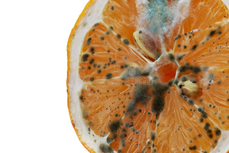 210 Rotting Lemon Stock Photos - Free & Royalty-Free Stock Photos from ...