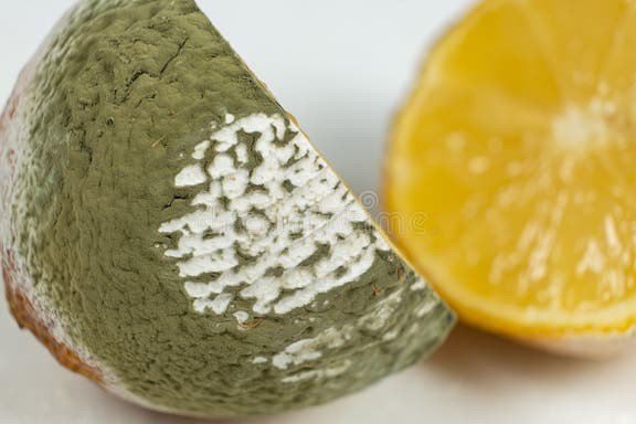 Rotten Lemon with Green and White Mold Spots Stock Photo - Image of ...