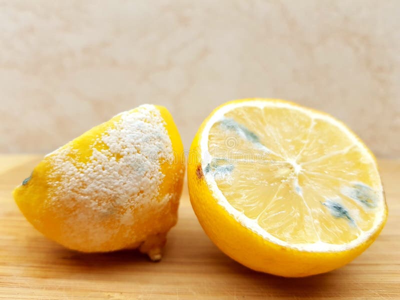 Rotten lemon stock image. Image of nasty, mouldy, citrus - 137963983