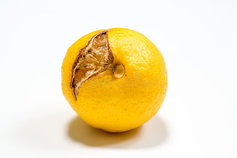 Rotting Lemon Stock Images - Download 98 Royalty Free Photos