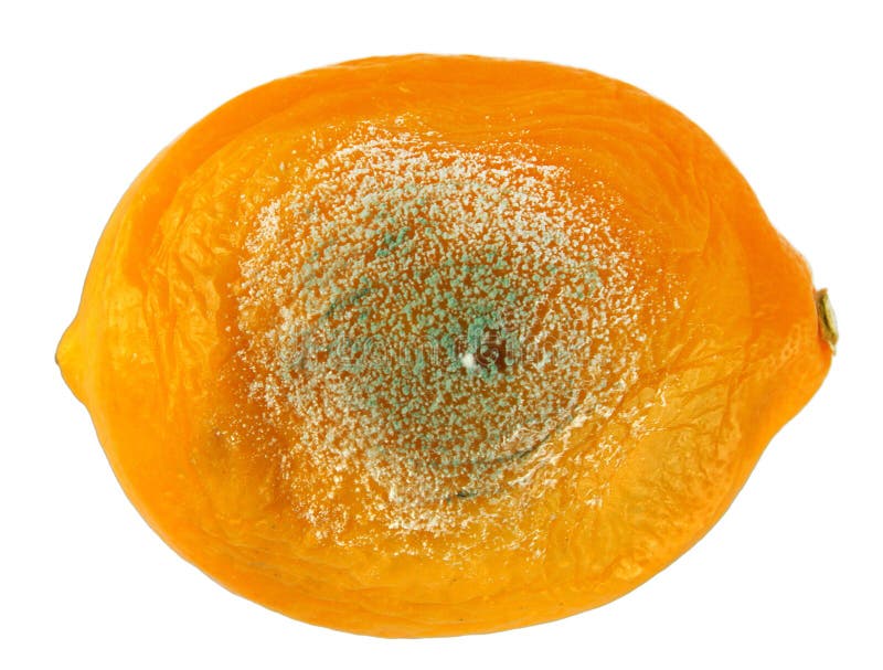 Rotten lemon on white stock photo. Image of infected - 83701240