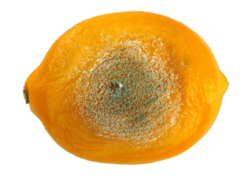 Rotten lemon on white stock photo. Image of languish - 83701402