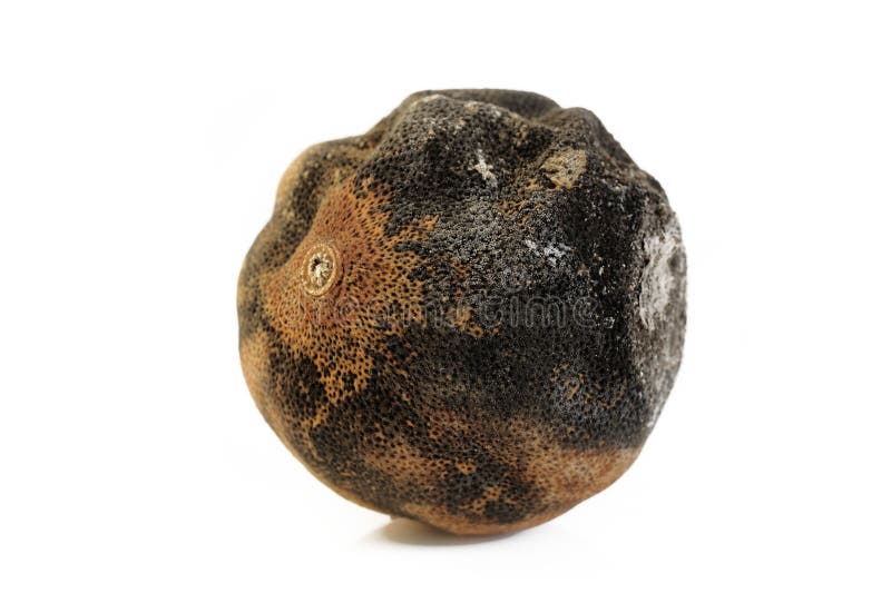 Rotten Lime on White Background with Clipping Path Stock Photo - Image ...