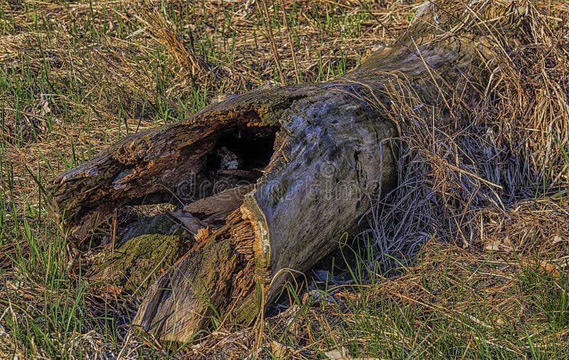 118 Rotten Sprouts Stock Photos - Free & Royalty-Free Stock Photos from ...