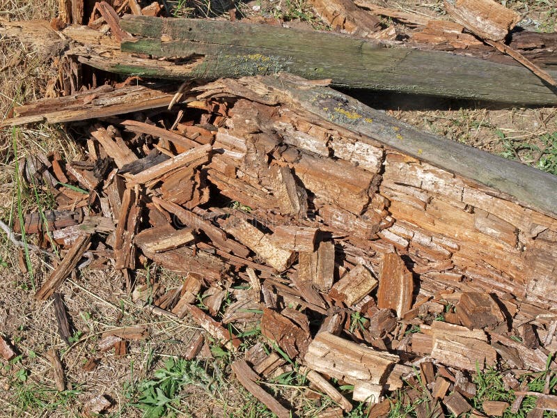 Rotten log 库存图片. 图片 包括有 损坏, 围场, 木头, 日志, 秋天, 部分, 国家（地区） - 167974041