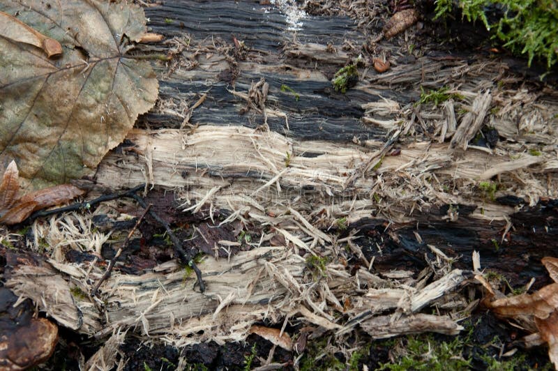 Rotten Log with Fallen Leaves and Green Moss Stock Image - Image of ...