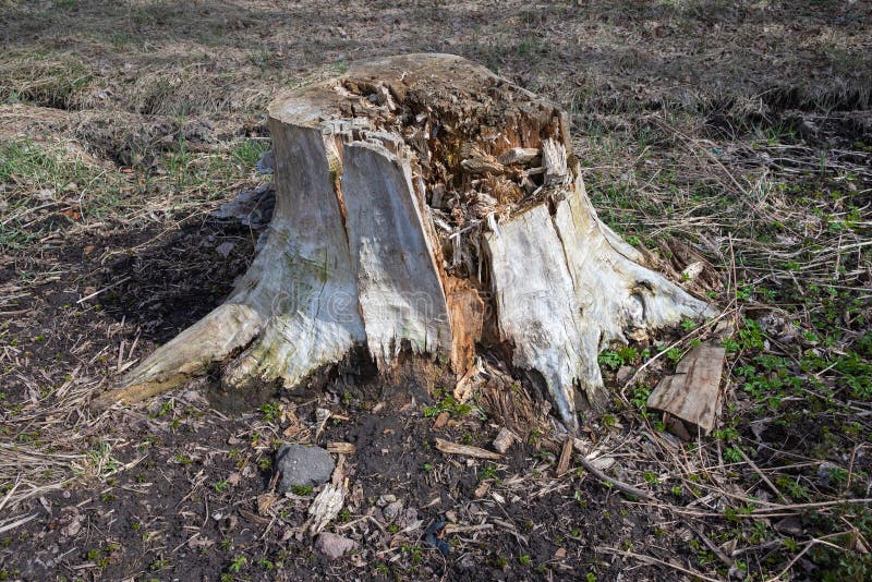 Rotten Log in Forest stock image. Image of scene, forest - 375202689