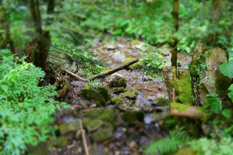 Rotten logs stock photo. Image of nature, stump, rotten - 98860408