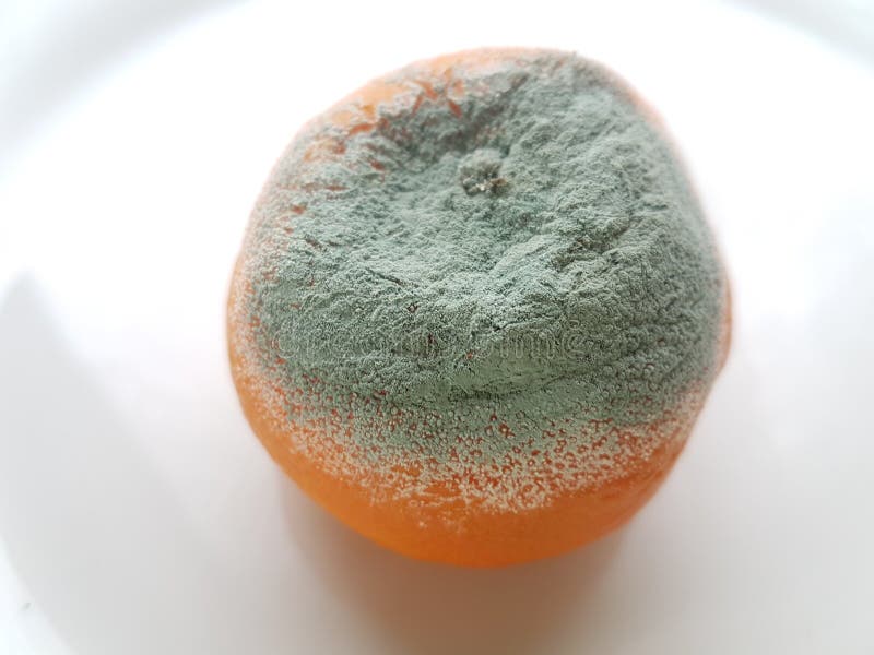 321 Rotten Clementine Stock Photos - Free & Royalty-Free Stock Photos ...