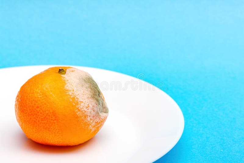 Mandarin With Mold. Microscopic Fungi Penicillium Which Cause Food ...
