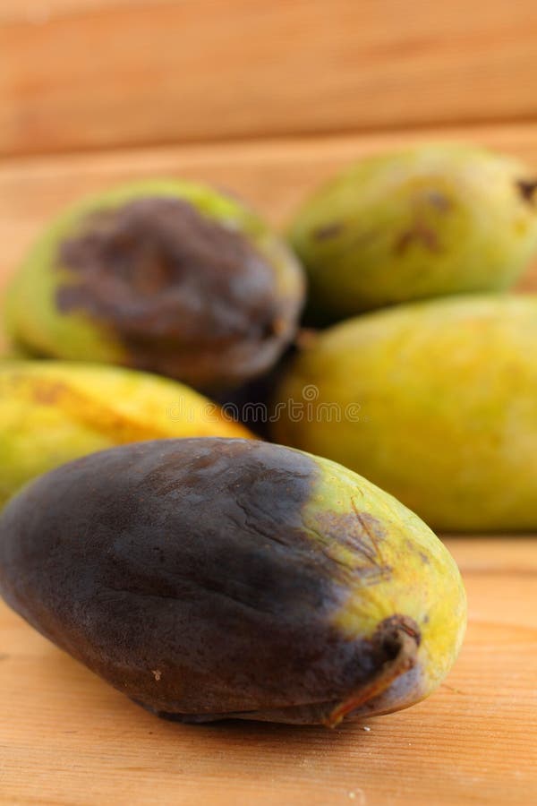 Rotten mango. stock photo. Image of dirty, ripe, mildewed - 32477816