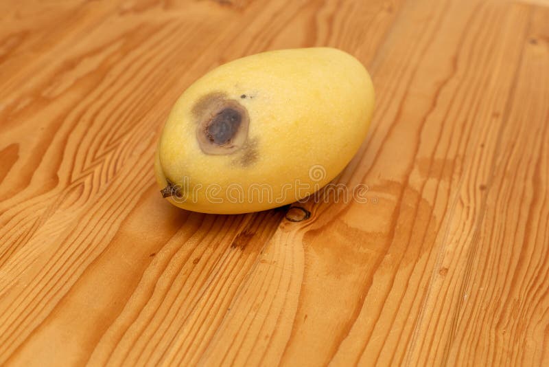 Rotten Mango, Decomposing Mango Ageing Stock Photo - Image of disgust ...