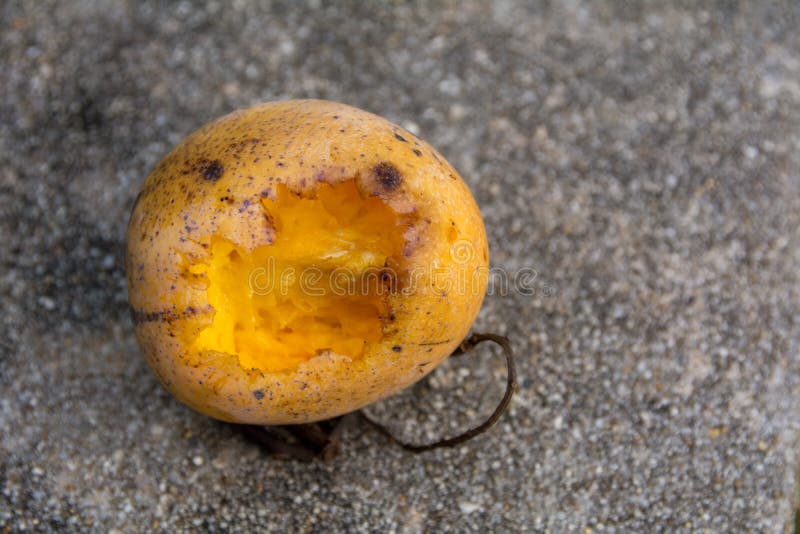 303 Rotten Mango Stock Photos - Free & Royalty-Free Stock Photos from ...
