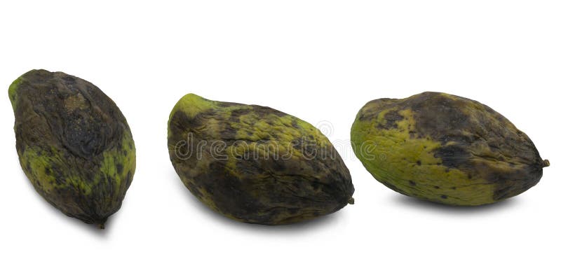 Isolated Spoiled Mango Stock Photos - Free & Royalty-Free Stock Photos ...