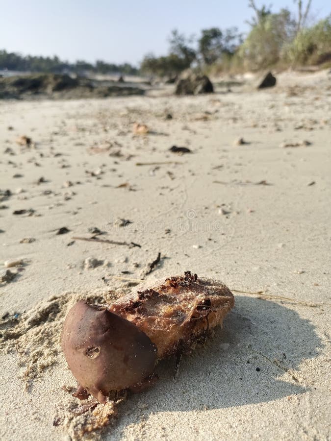 Rotten Mangoes on the Beach Stock Photo - Image of food, invertebrate ...