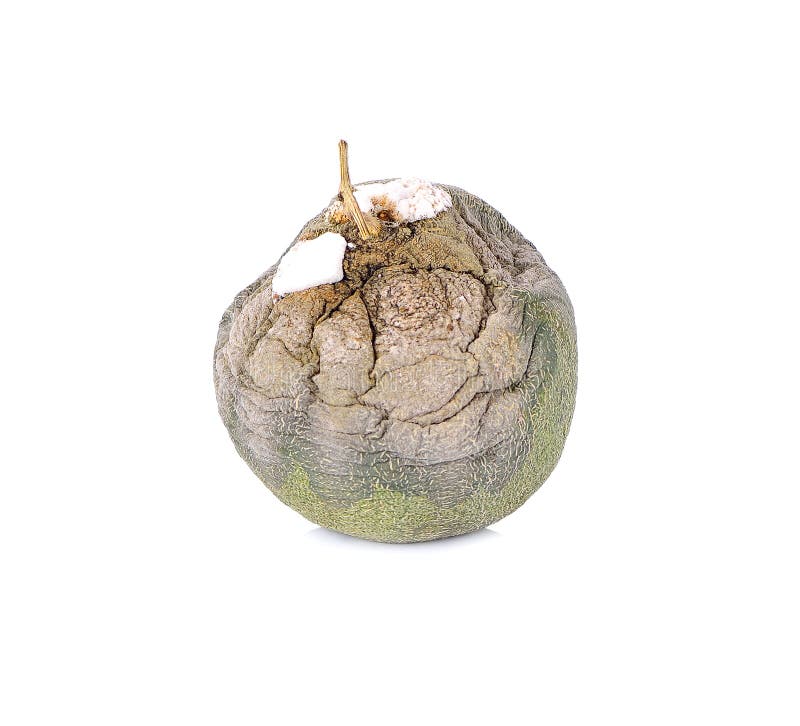 Rotten melon stock photo. Image of decayed, fruit, inedible - 33967244