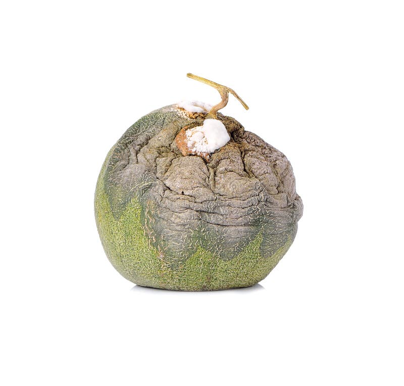 Rotten melon stock photo. Image of decayed, fruit, inedible - 33967244