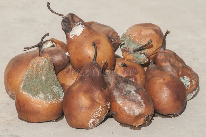 Rotten and moldy pears stock image. Image of inedible - 67369337
