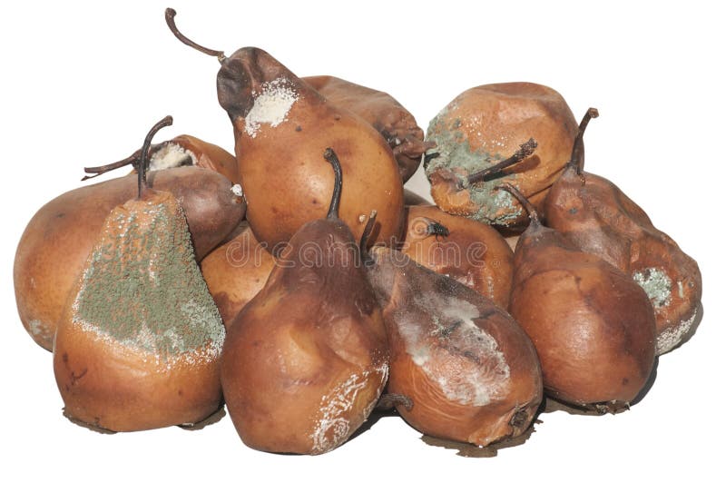 Rotten and moldy pears stock image. Image of inedible - 67369337
