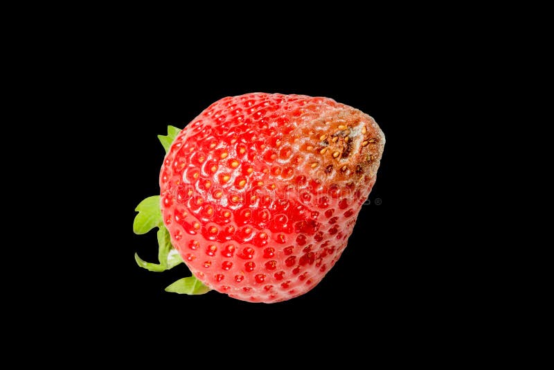 Moldy strawberries stock photo. Image of nobody, spoiled - 31471940