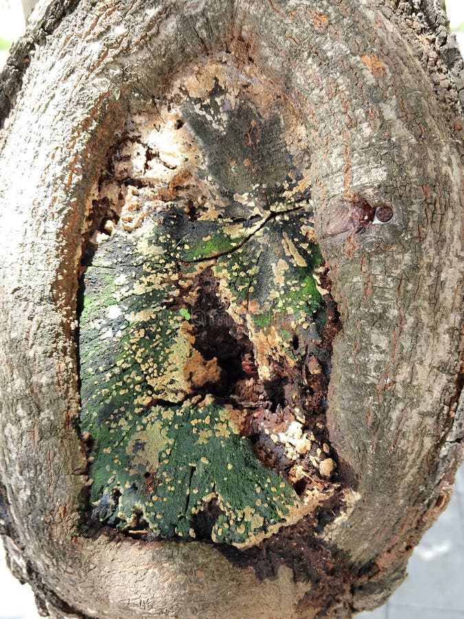 Rotten and mossy branches stock image. Image of material - 352062453