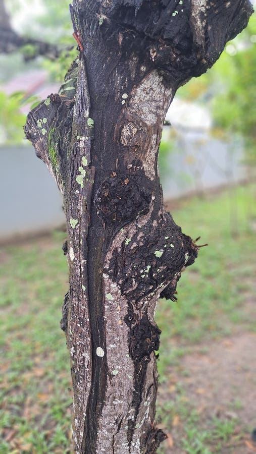 Rotten and Mossy Tree Trunk Stock Photo - Image of trunks, trunk: 347749398