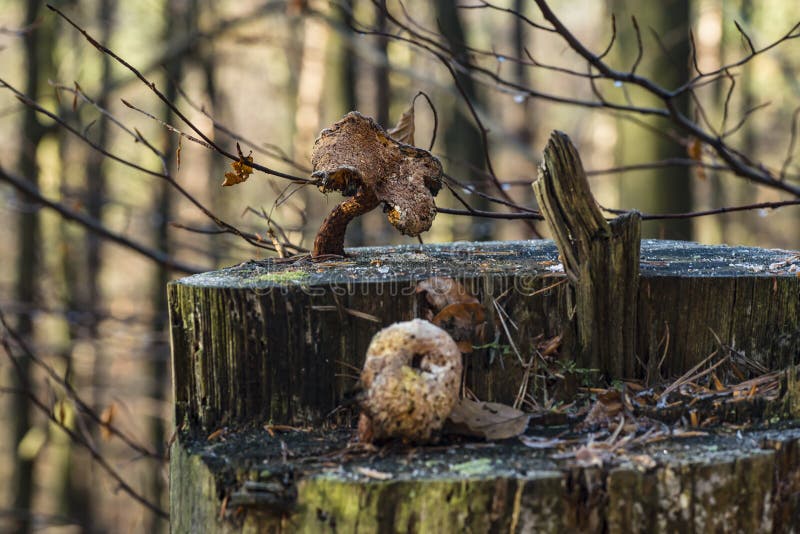 Rotten Mushrooms on a Tree Stump Stock Photo - Image of fall, nature ...