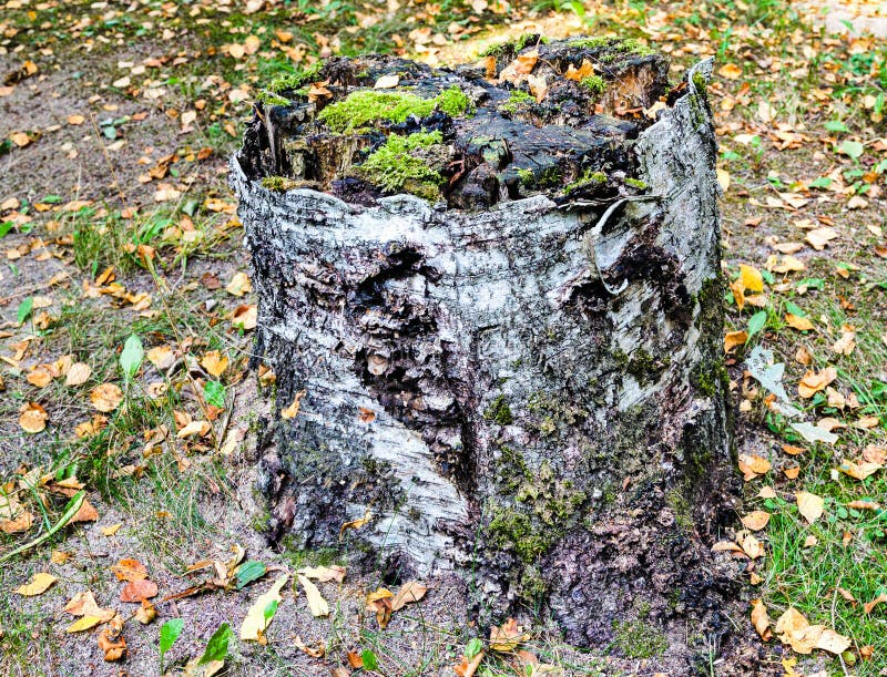 Rotten old birch stump stock photo. Image of timber - 197438648