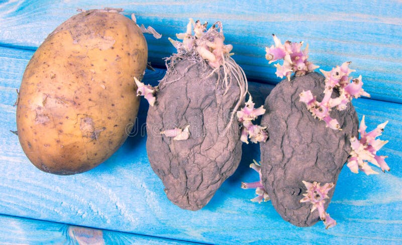 433 Rotten Potatoes Photos - Free & Royalty-Free Stock Photos from ...