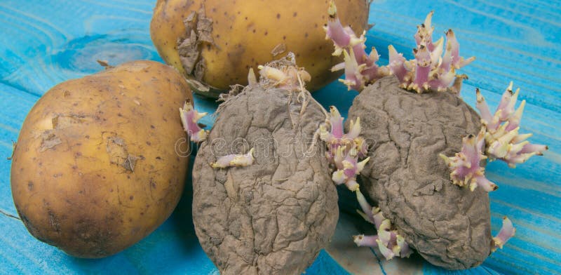 433 Rotten Potatoes Photos - Free & Royalty-Free Stock Photos from ...