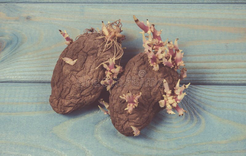 433 Rotten Potatoes Photos - Free & Royalty-Free Stock Photos from ...