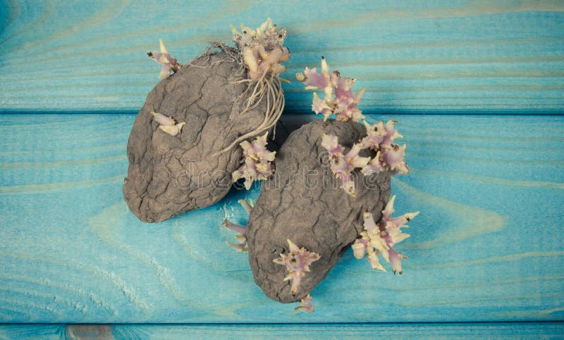 433 Rotten Potatoes Photos - Free & Royalty-Free Stock Photos from ...