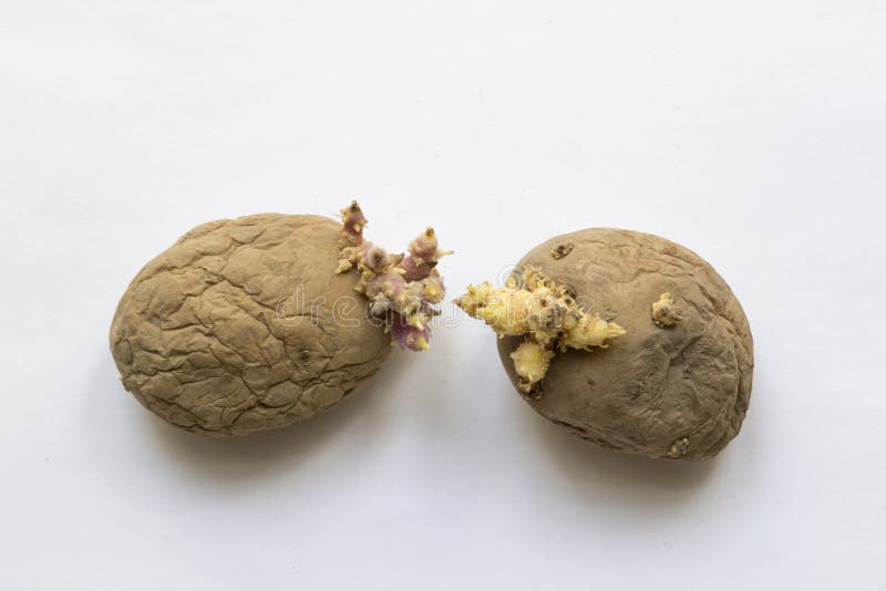 Rotten Old Sprouting Potatoes Light Background Stock Photos - Free ...