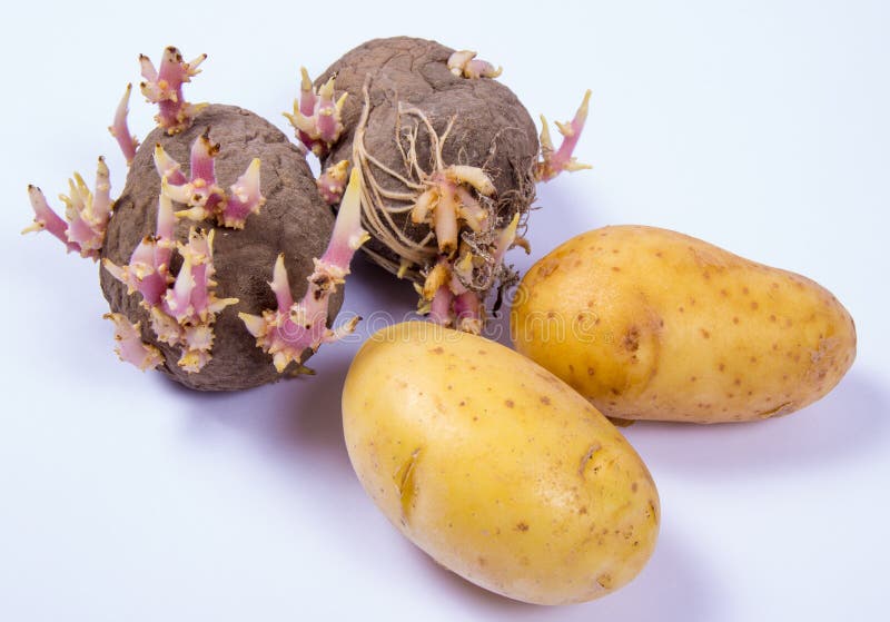 433 Rotten Potatoes Photos - Free & Royalty-Free Stock Photos from ...