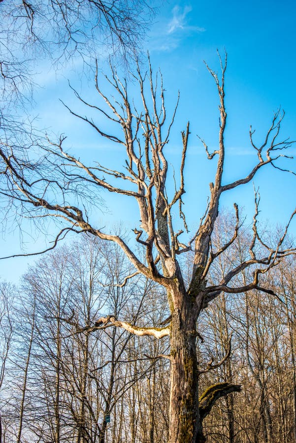 Rotten old tree stock image. Image of bare, wildlife - 113167013