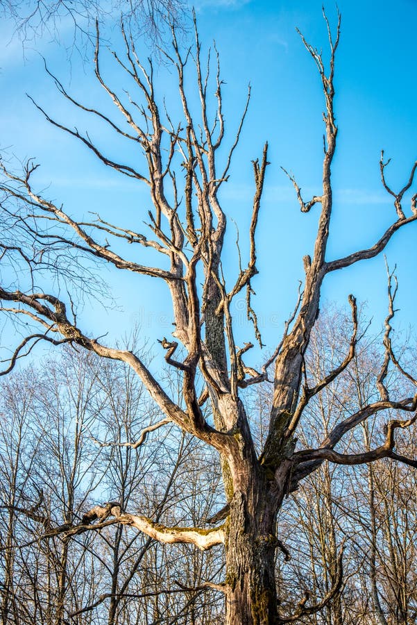 Rotten old tree stock image. Image of branch, forest - 113167017