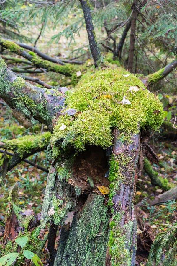 Rotten Old Tree Covered with Moss Stock Photo - Image of plants, green ...