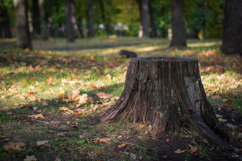 A rotten old tree stump stock image. Image of rough - 197073017