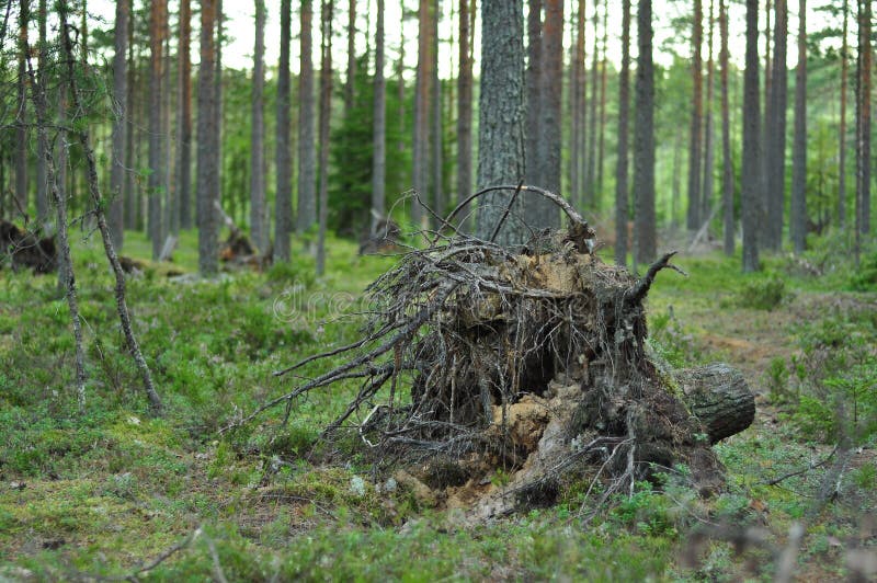 Rotten Old Tree Stump in a Pine Forest Canopy Stock Image - Image of ...