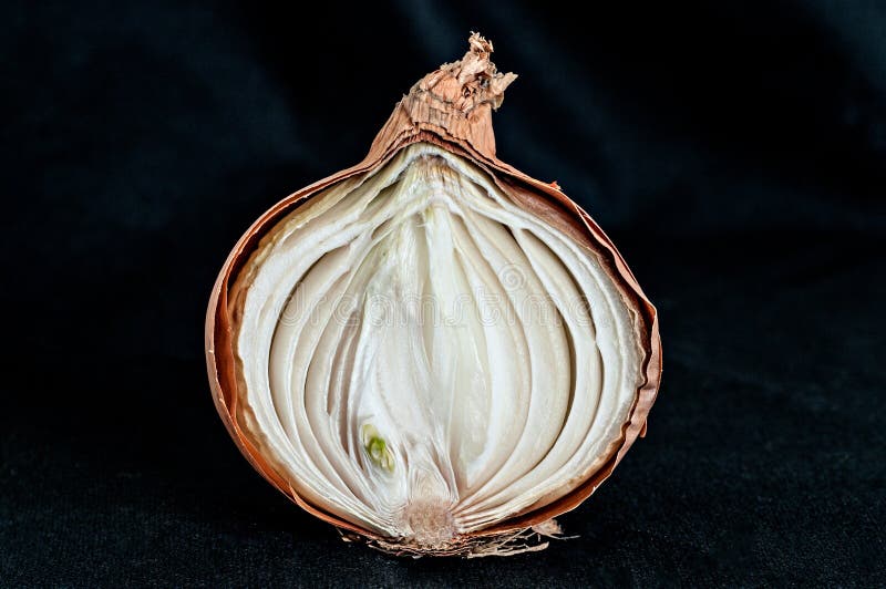 Onion rotten stock photo. Image of earth, decompose, nature - 32798572