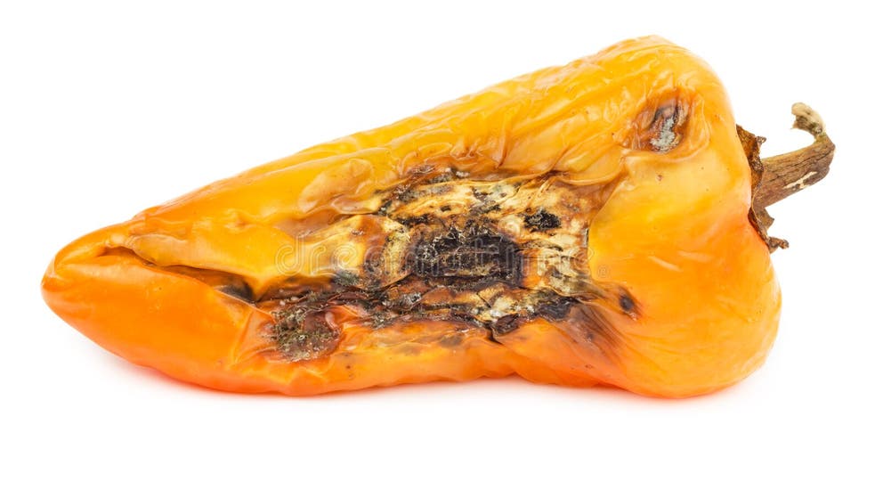 Rotten Orange Bell Pepper Isolated Stock Photo - Image of orange ...