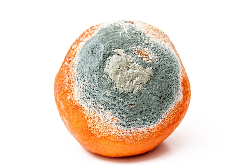 Rotten orange stock image. Image of mold, fruit, unpleasant - 38955987