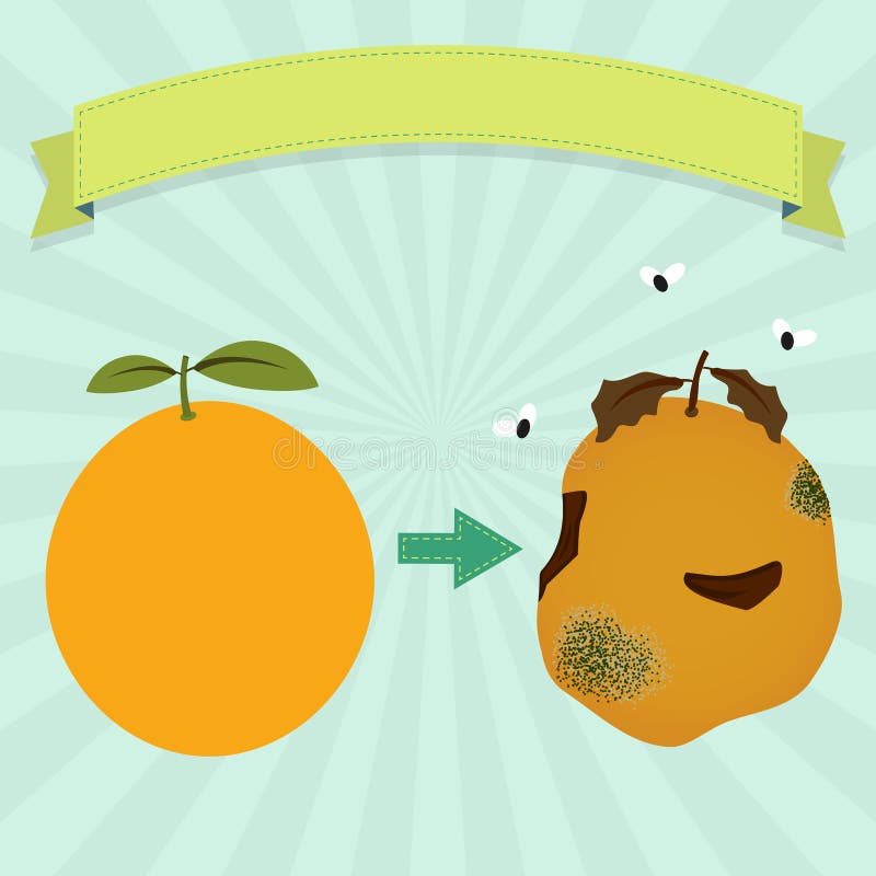 Rotten orange stock vector. Illustration of conservation - 51301071