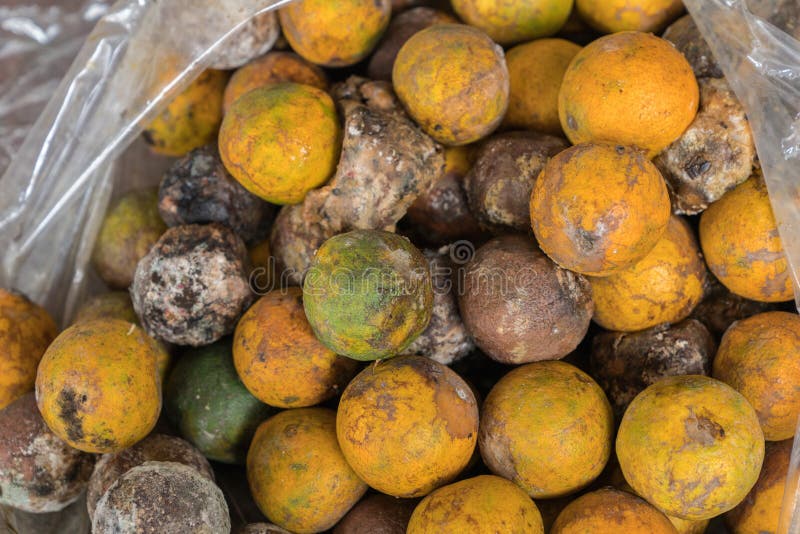 Rotten orange stock image. Image of meals, rotten, diet - 97286429