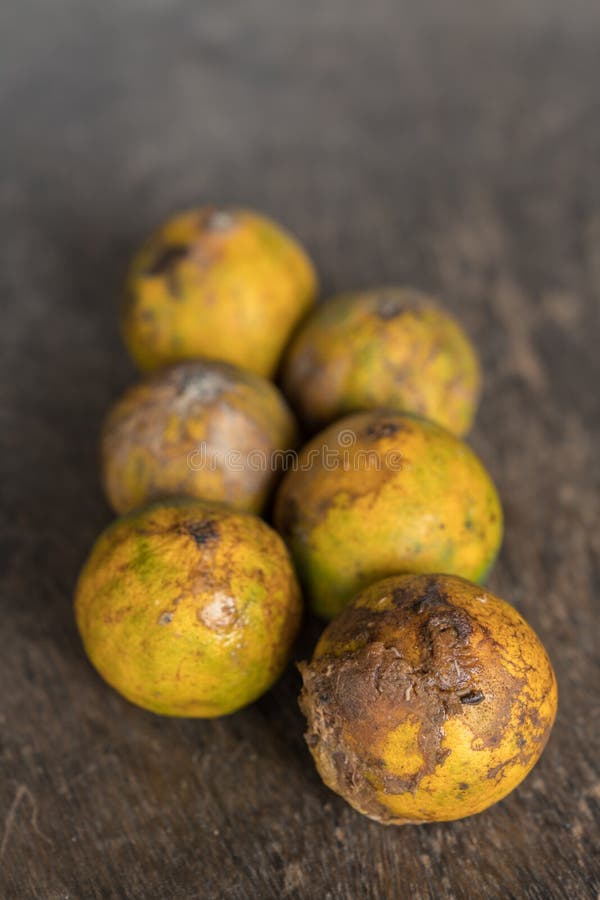 Rotten orange stock image. Image of tropical, putrid - 97287225