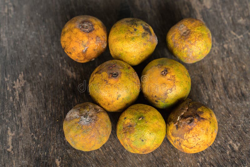 Rotten orange stock image. Image of circle, sweet, perishable - 97287409
