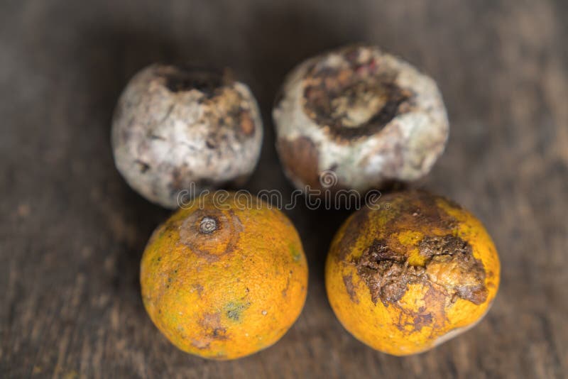 Rotten orange stock image. Image of mold, decay, contaminate - 97287725