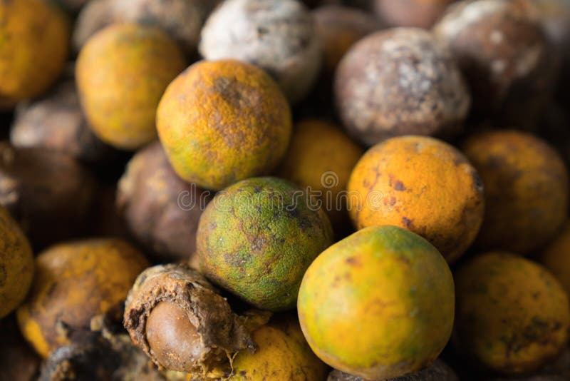 674 Rotten Oranges Stock Photos - Free & Royalty-Free Stock Photos from ...